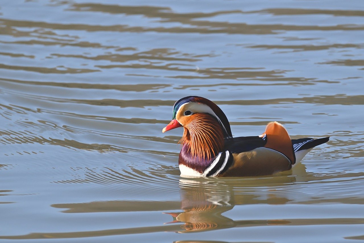 Drake bell: 5 curiosidades que no sabías sobre su carrera