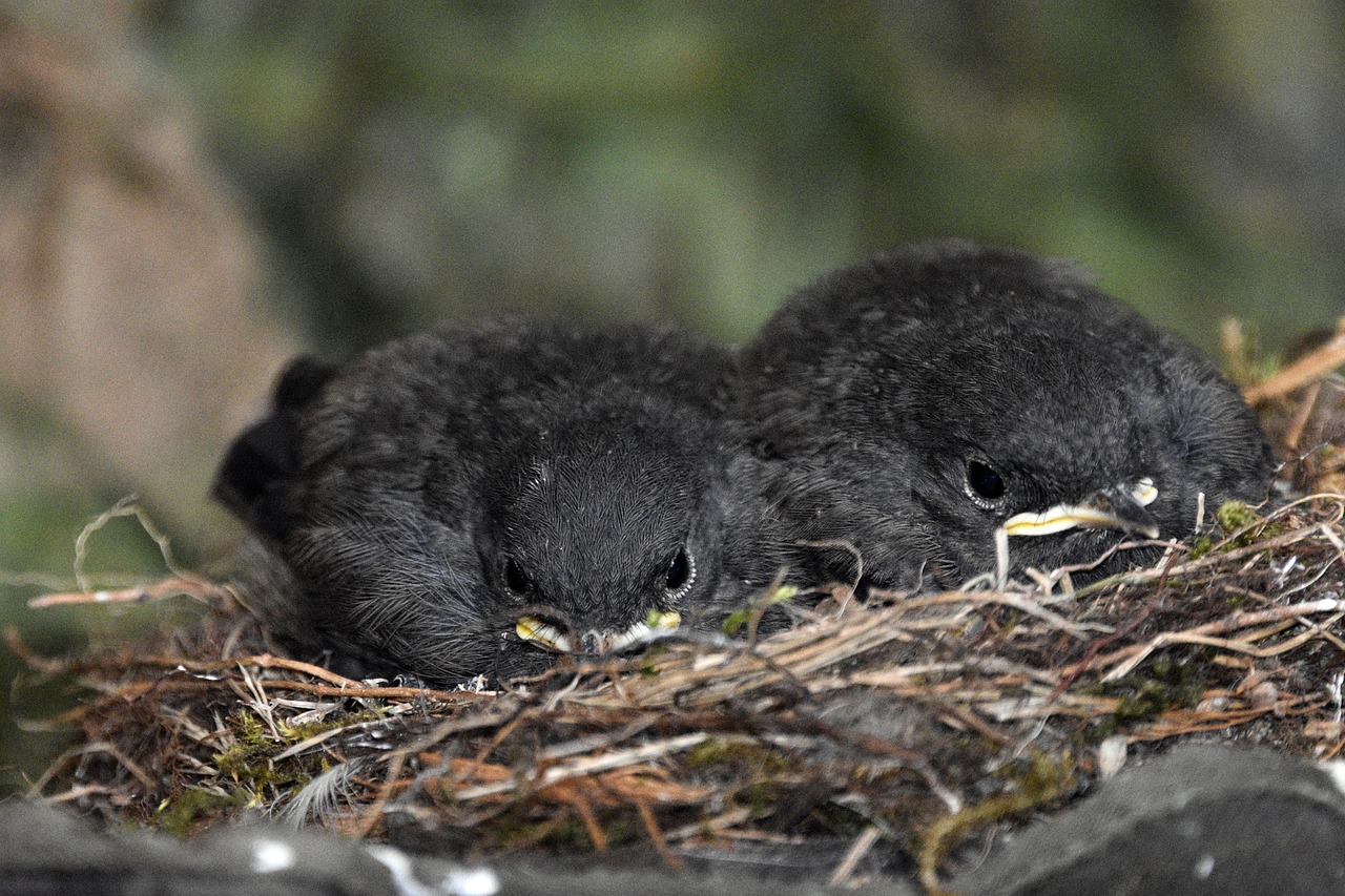 Pollitos: 5 secretos para criar pollitos saludables y felices