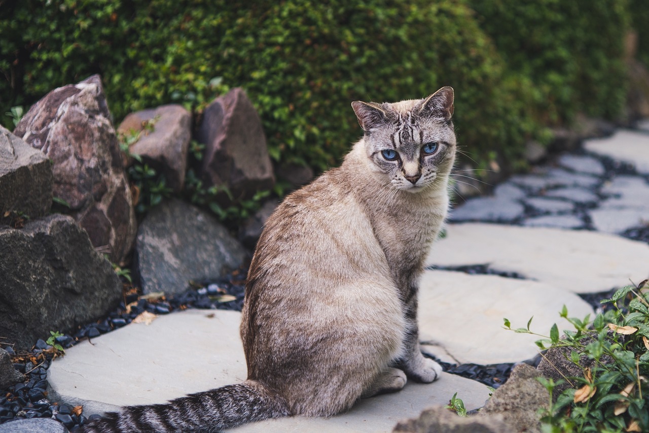 Siames 7 características fascinantes de esta raza única